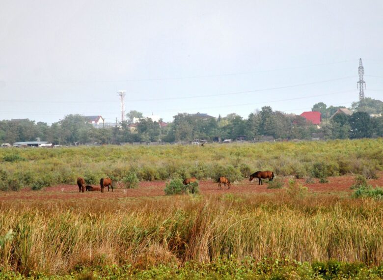 Overview of our Facebook posts: April 2023 | Discover Sulina | Danube ...